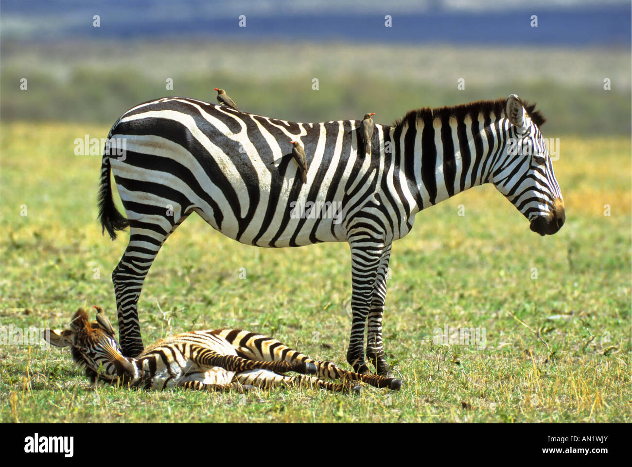 Burchell s Zebra Foal junges Fohlen Equus burchellii Masai Mara NP ...