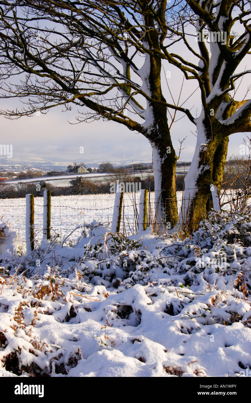 Vertical photo of a single tree in a hedgerow with snow and a blue sky ...