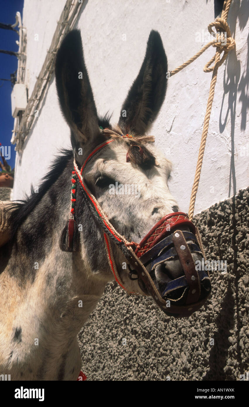 Tethered donkeys hi-res stock photography and images - Alamy