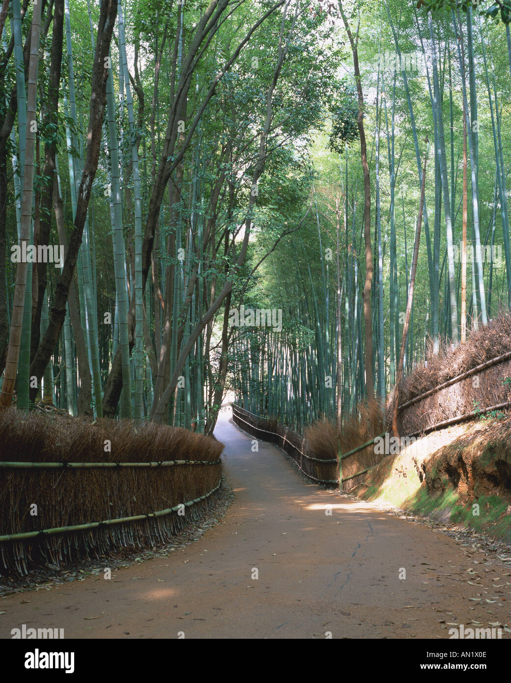 Bamboo path Japan Stock Photo - Alamy