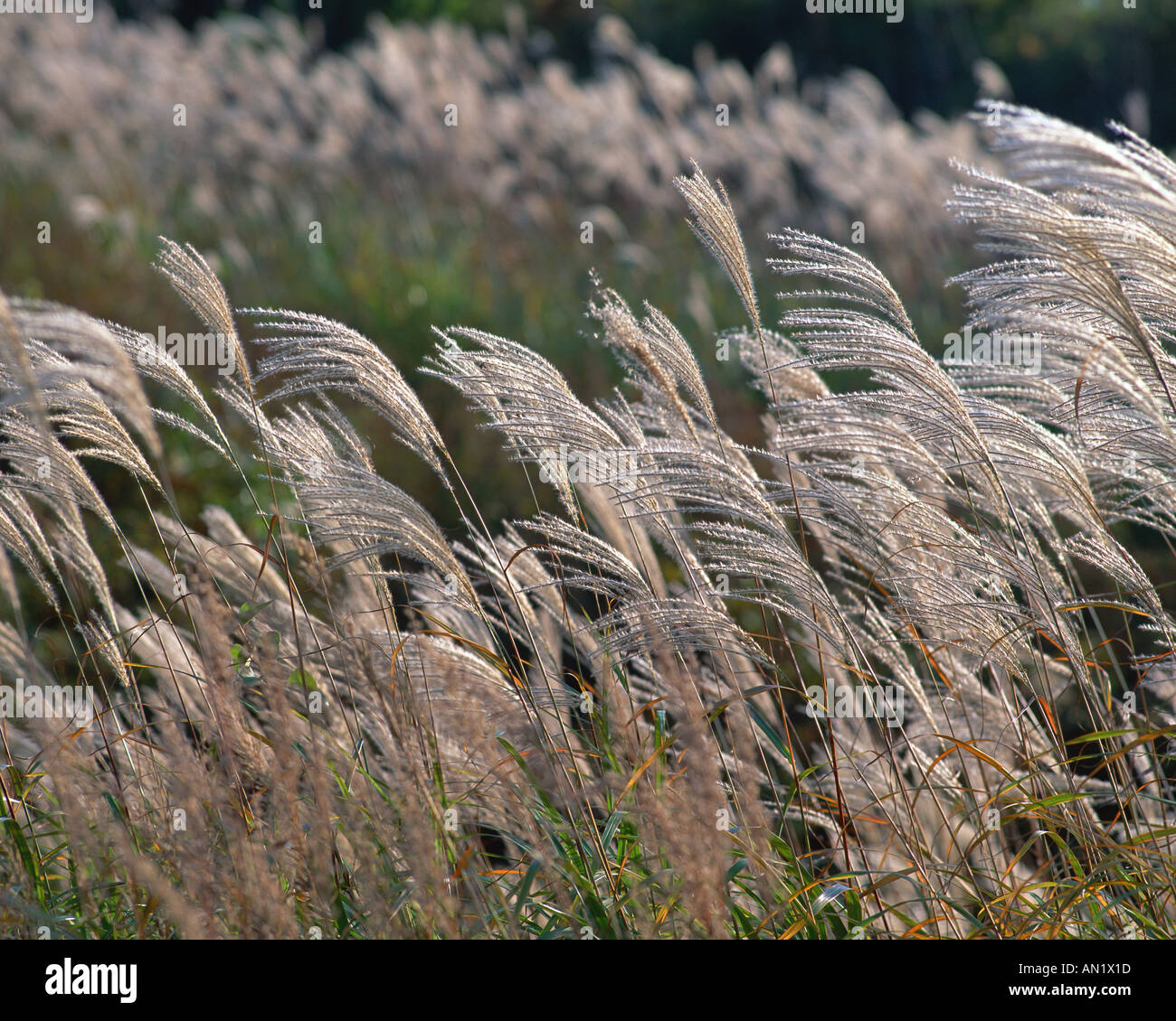 Japanese Silver Grass Stock Photo - Alamy