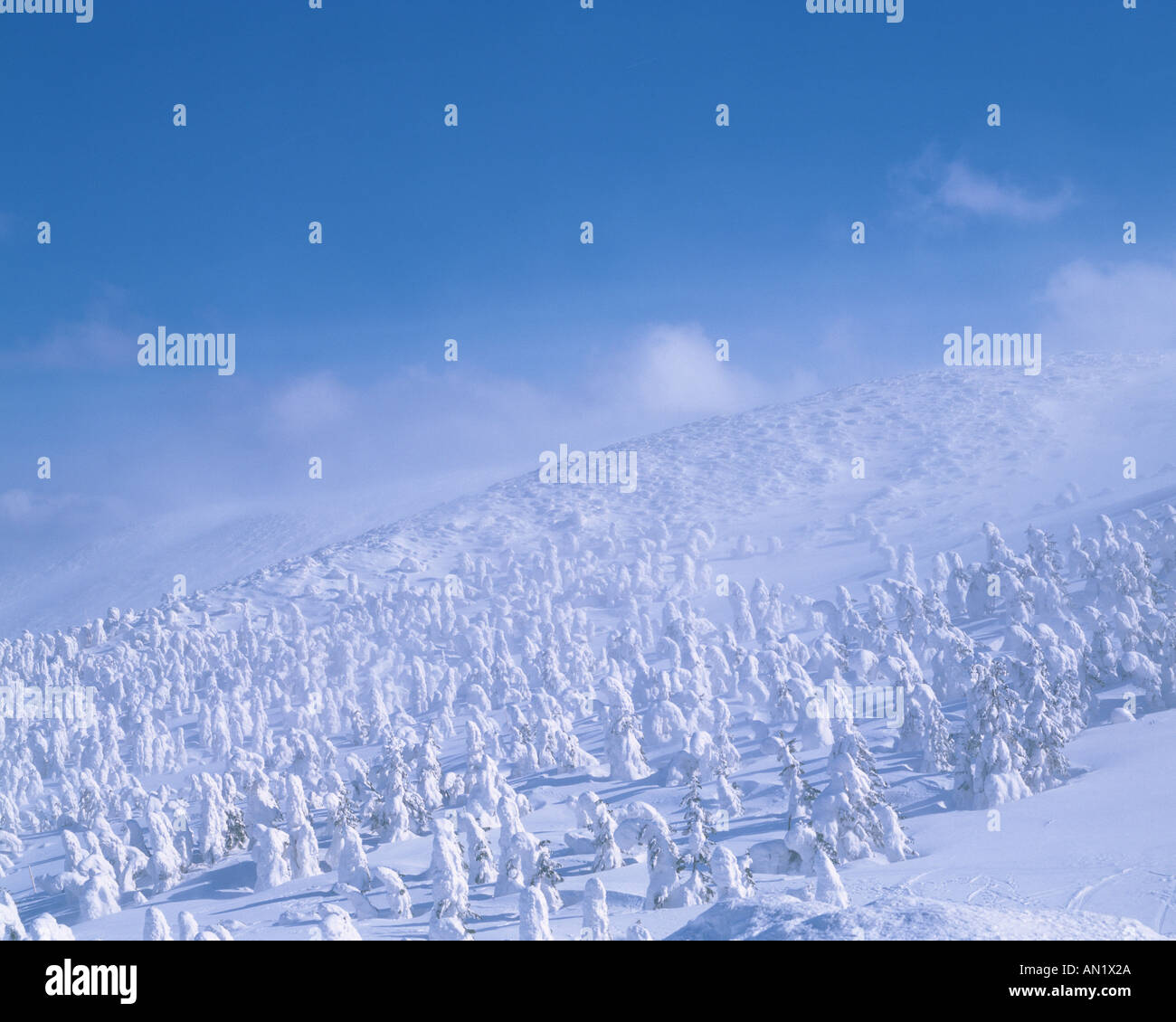 Snow covered trees Japan Stock Photo - Alamy