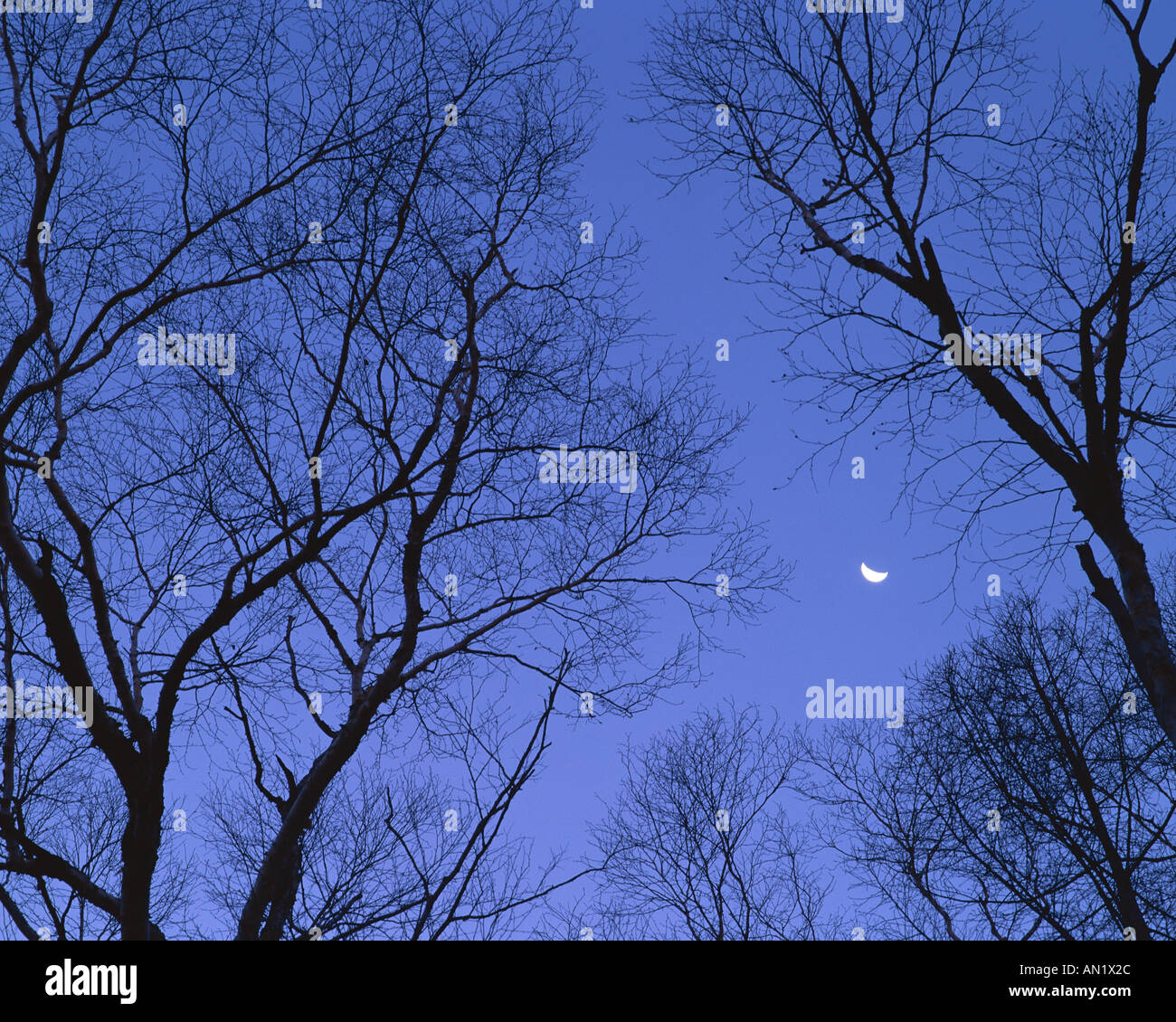 Tree canopy night sky hi-res stock photography and images - Alamy