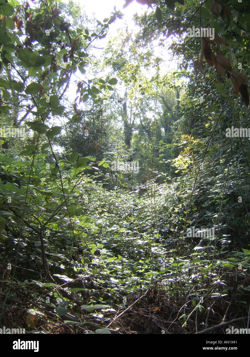overgrown branches and plants in forest Stock Photo - Alamy