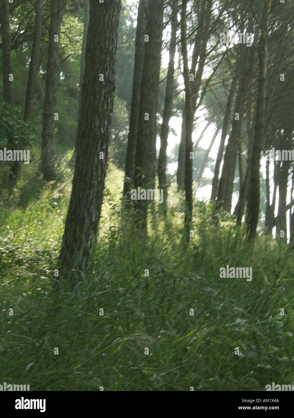 abstract forest scene in morning Stock Photo - Alamy