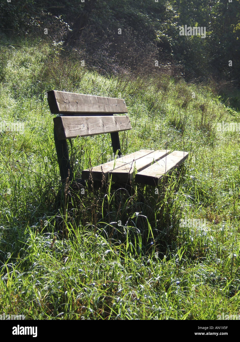 bench covered with growing grass in morning Stock Photo - Alamy