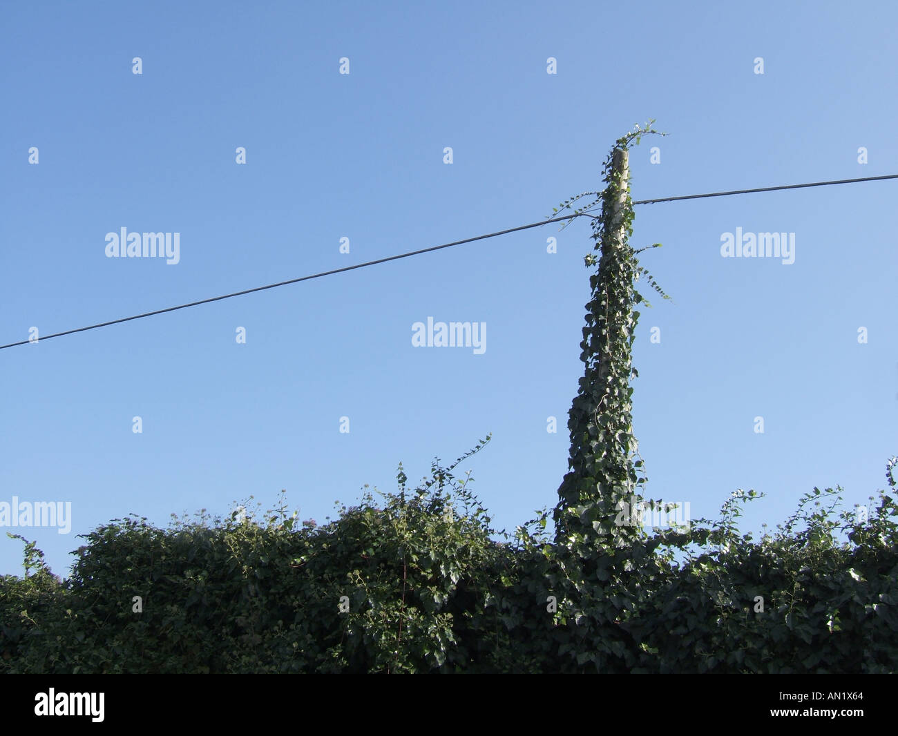 telegraph pole covered with creeping ivy and blue sky Stock Photo - Alamy