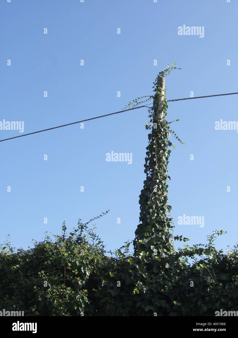 telegraph pole covered with creeping ivy and blue sky Stock Photo - Alamy