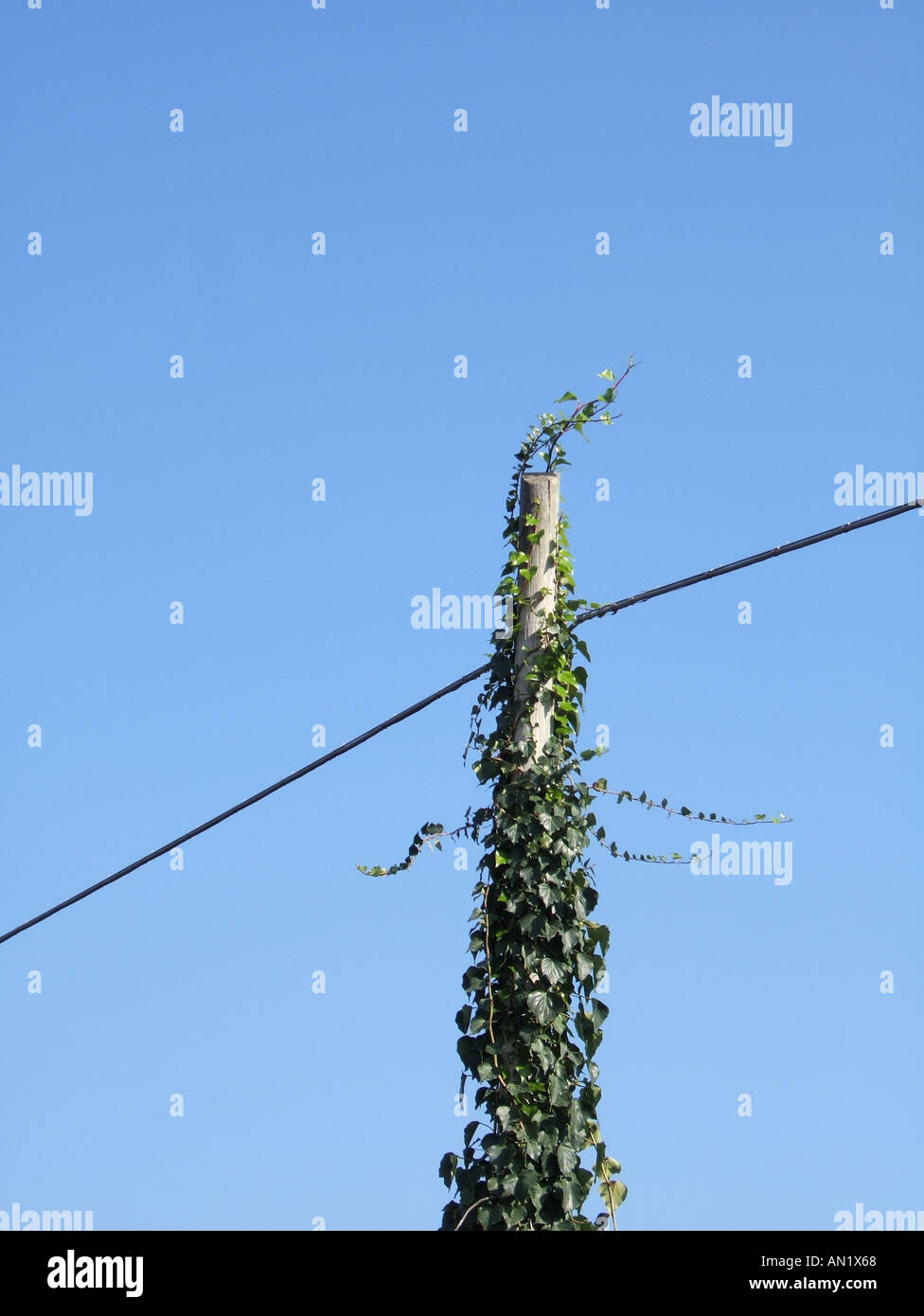 telegraph pole covered with creeping ivy and blue sky Stock Photo - Alamy