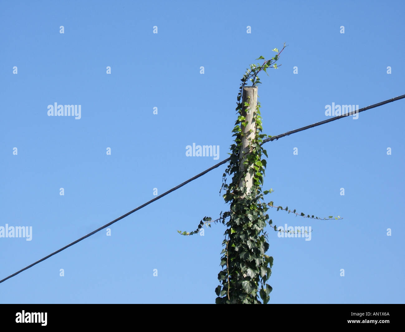 telegraph pole covered with creeping ivy and blue sky Stock Photo - Alamy