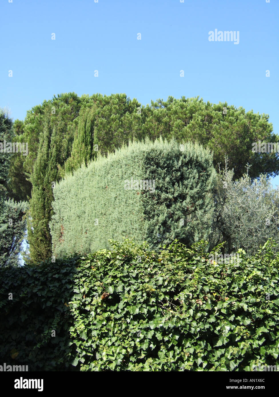 square hedge in country garden Stock Photo - Alamy