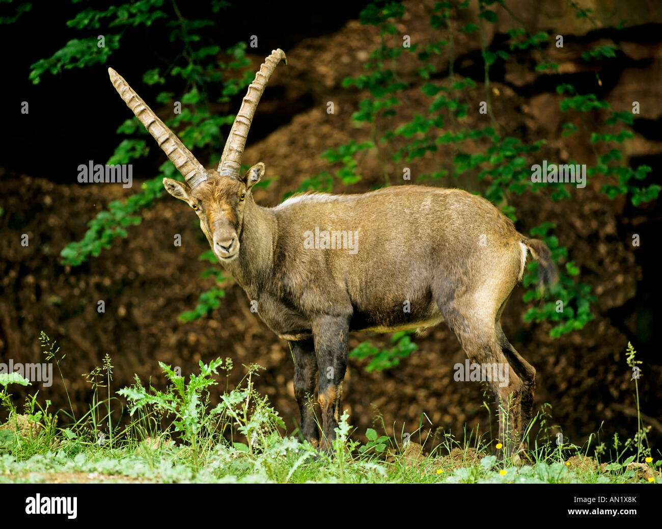Steinbock Capra ibex Alpine Ibex Stock Photo - Alamy