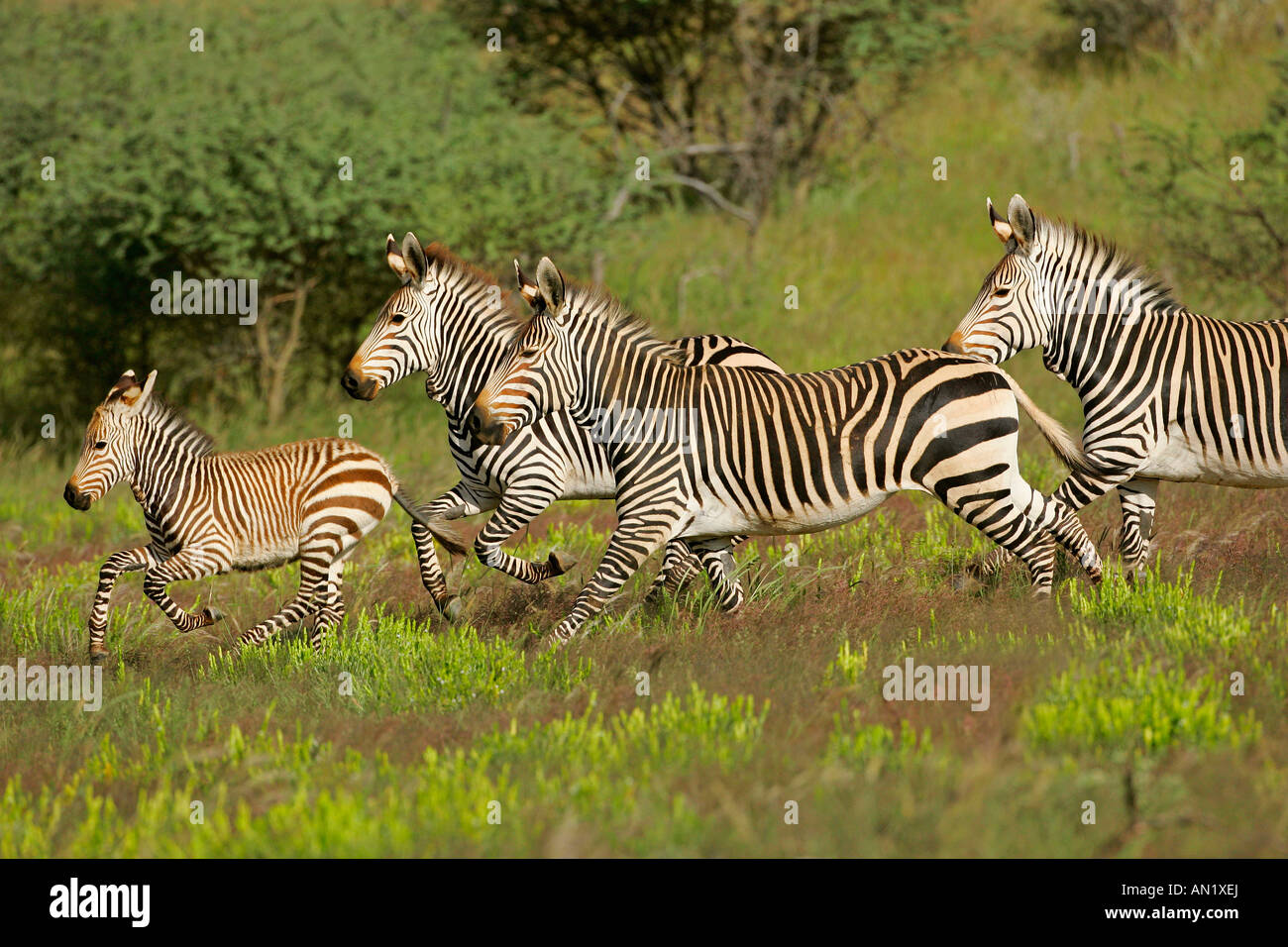 Zebra galloping hi-res stock photography and images - Alamy