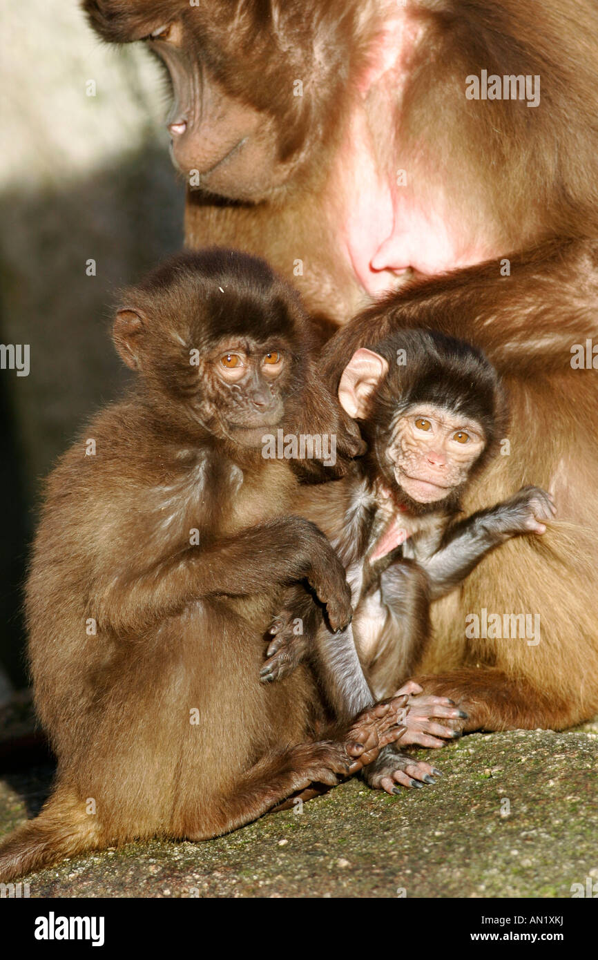 Blutbrustpavian Dschelada Theropithecus gelada Gelada baboon Stock ...