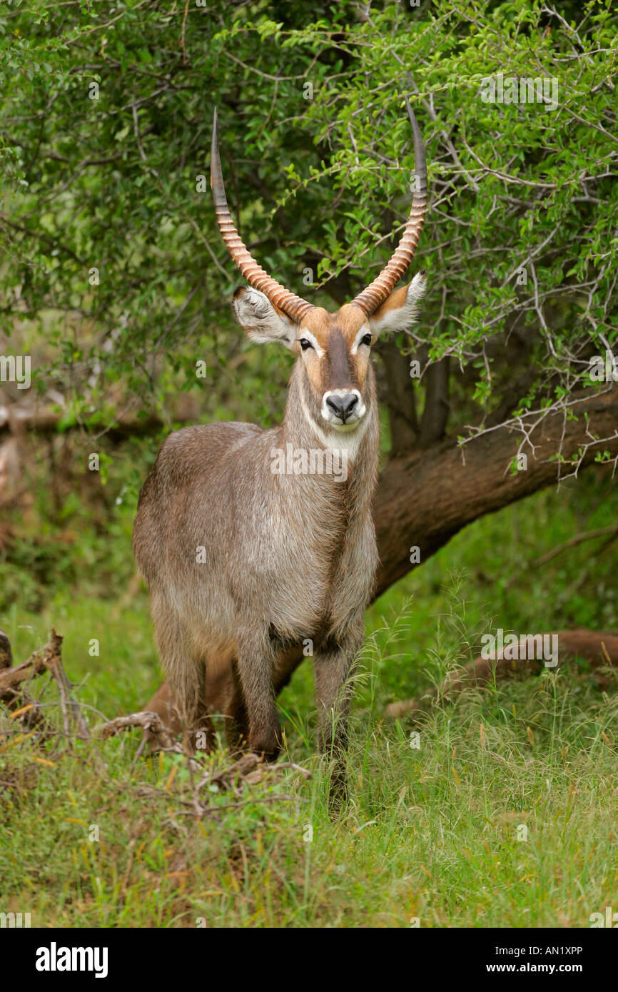 Ellipsenwasserboecke hi-res stock photography and images - Alamy