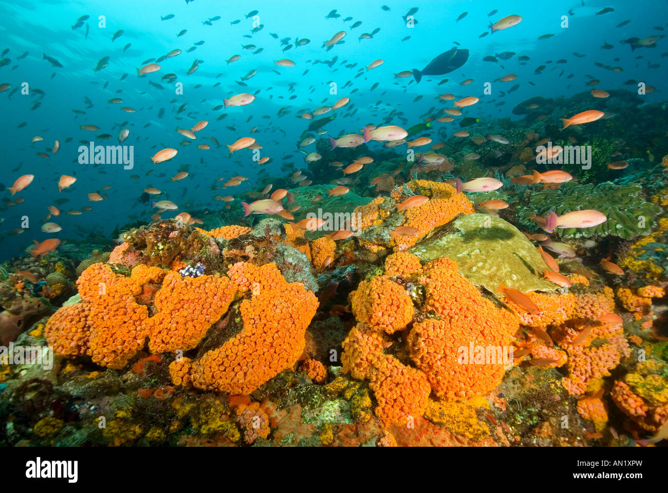 Tubastrea corals hi-res stock photography and images - Alamy