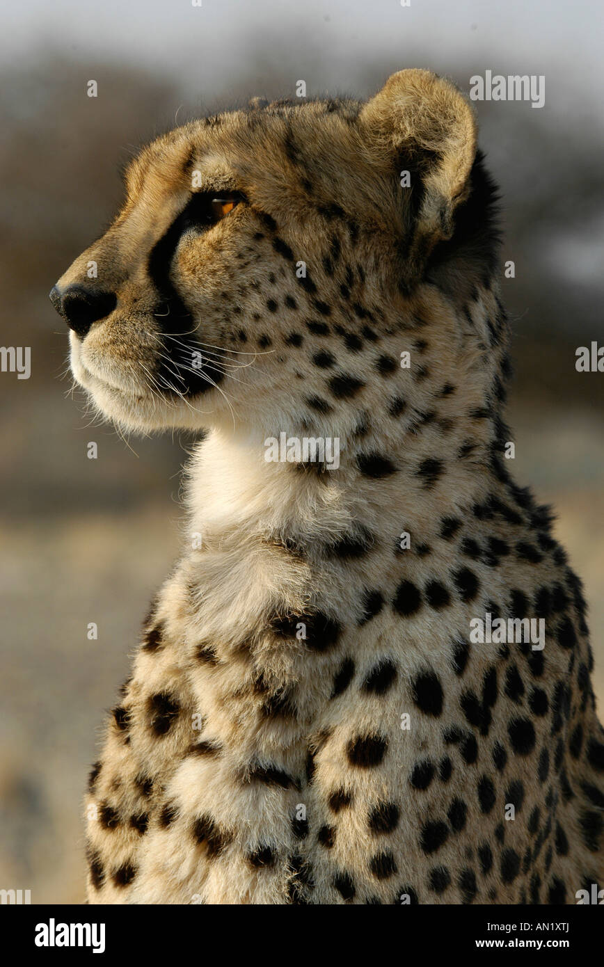 Gepard Cheetah Acinonyx jubatus Afrika Africa Stock Photo - Alamy