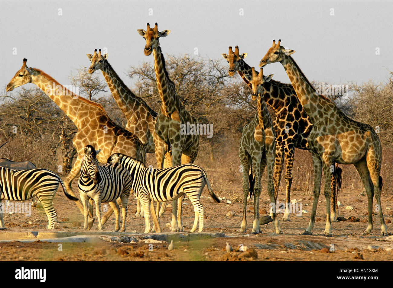 Giraffe Giraffa camelopardalis Giraffa Stock Photo - Alamy
