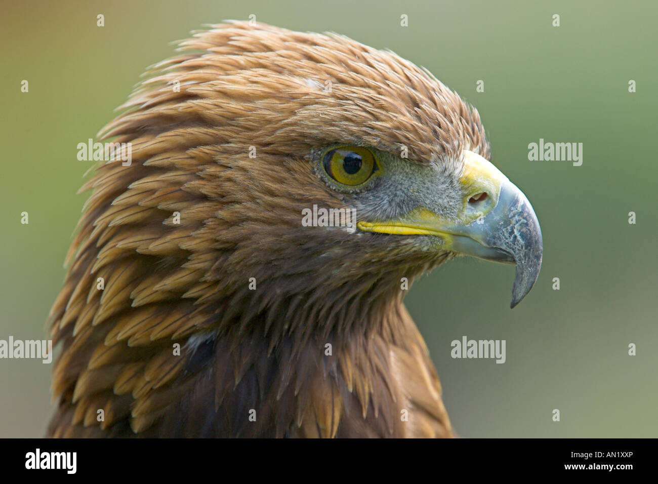 Steinadler Aquila chrysaetos Golden Eagle Stock Photo - Alamy