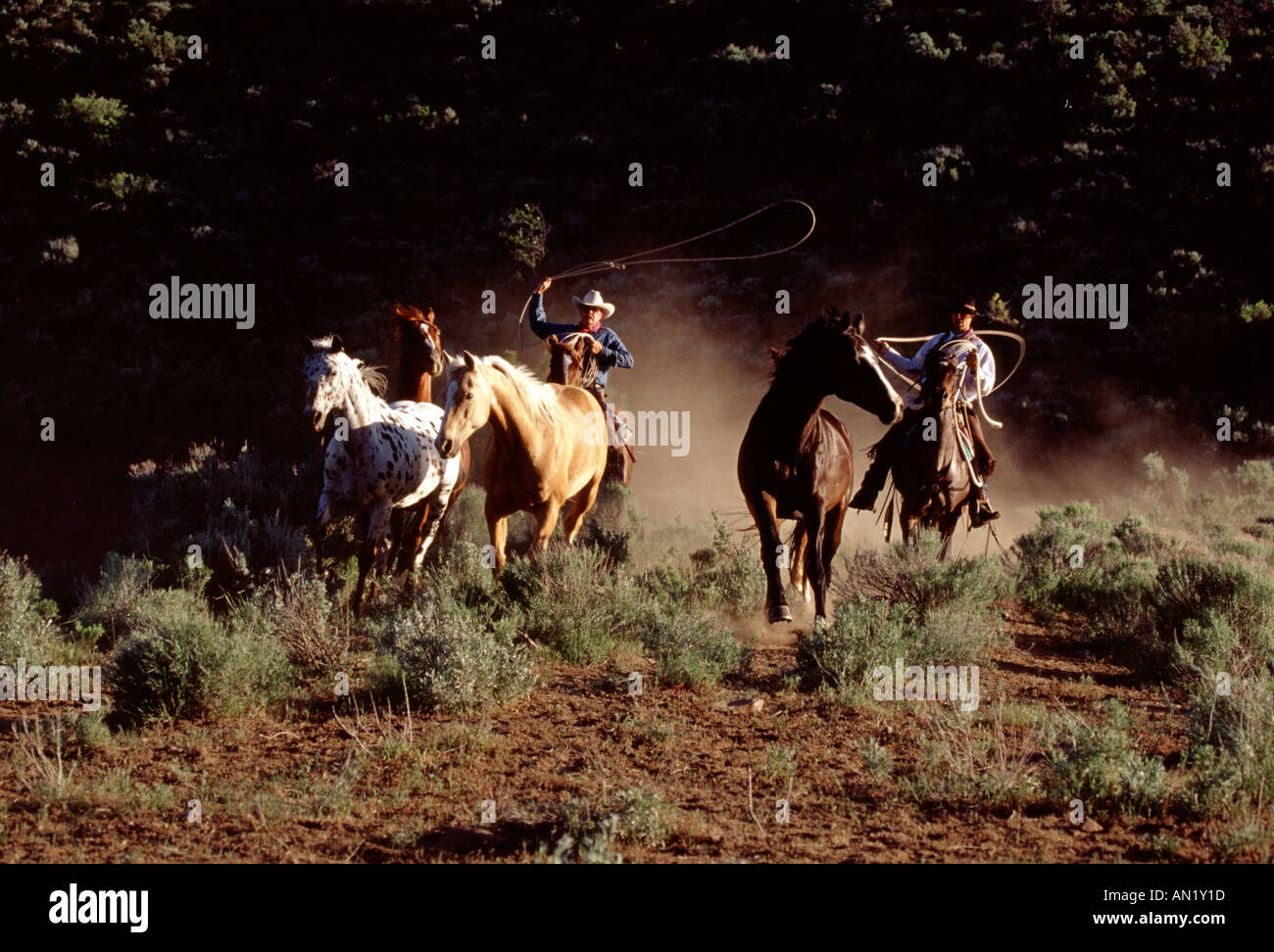 Two cowboys chasing four horses in a roundup in Oregon Stock Photo - Alamy