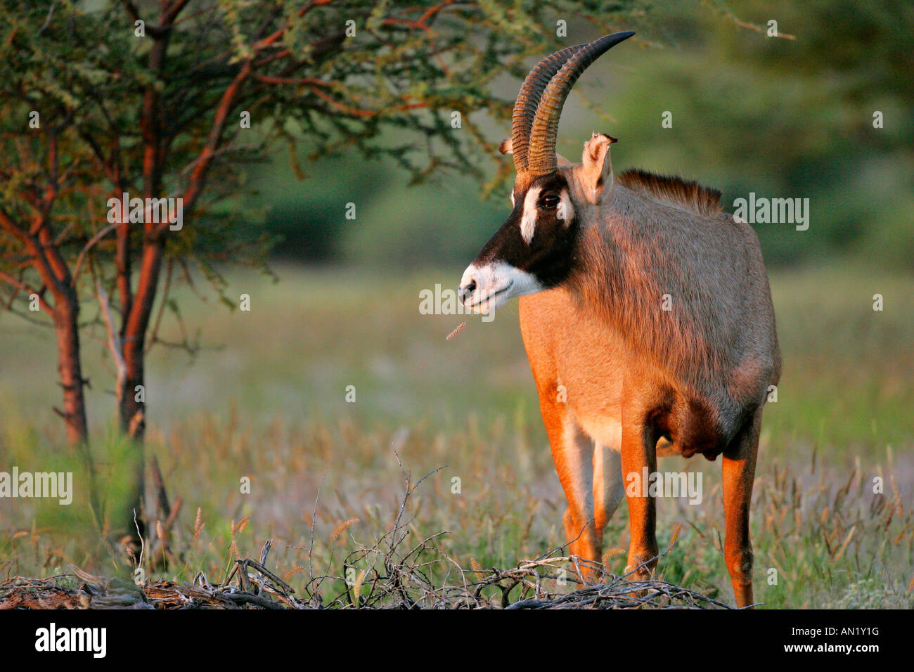 Roan Antelope Hippotragus equinus feeding on Gras in savannah Mount ...