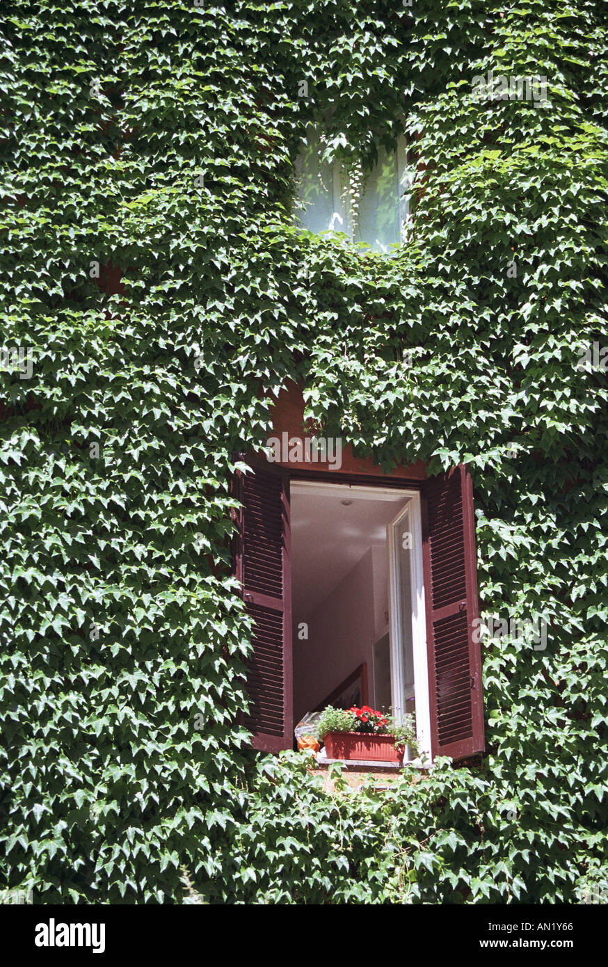 house wall with window covered with ivy in rome Stock Photo - Alamy