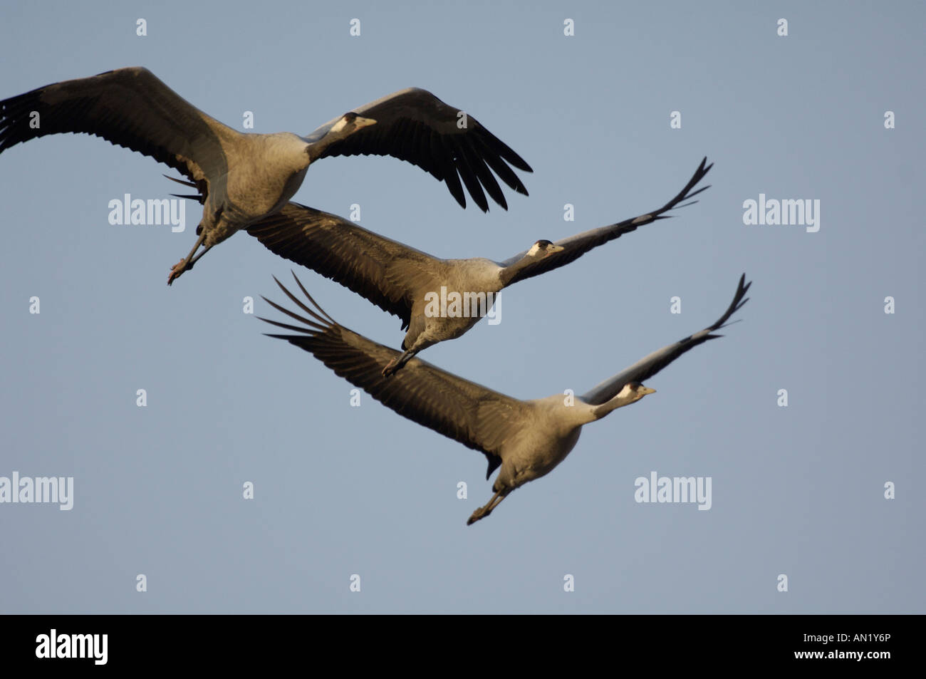 Common Crane Grus grus Graukranich Europa europe Tiere animals Vogel ...