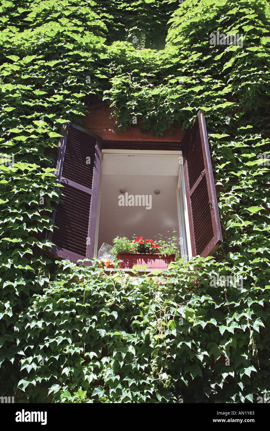 house wall with window covered with ivy in rome Stock Photo - Alamy