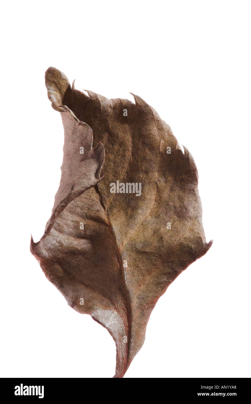 Curled dry dead leaf hi-res stock photography and images - Alamy