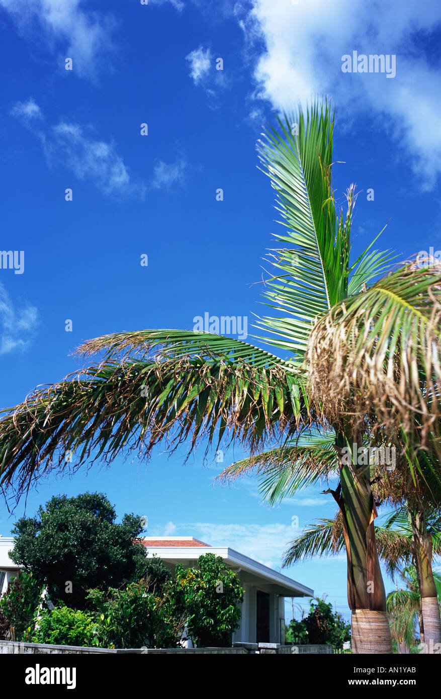 Palm tree Miyako Island Okinawa Japan Stock Photo - Alamy