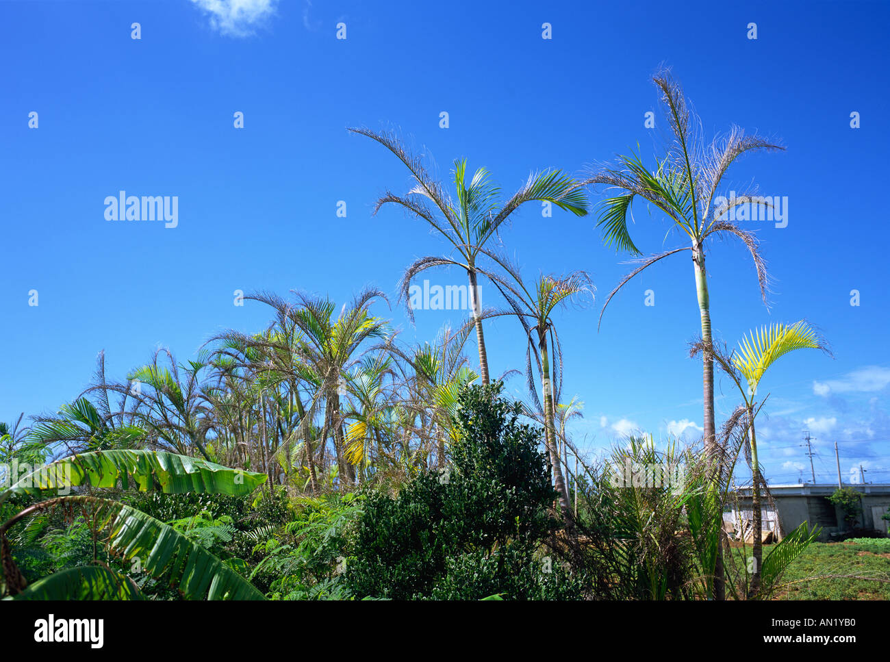 Palm tree Miyako Island Okinawa Japan Stock Photo - Alamy