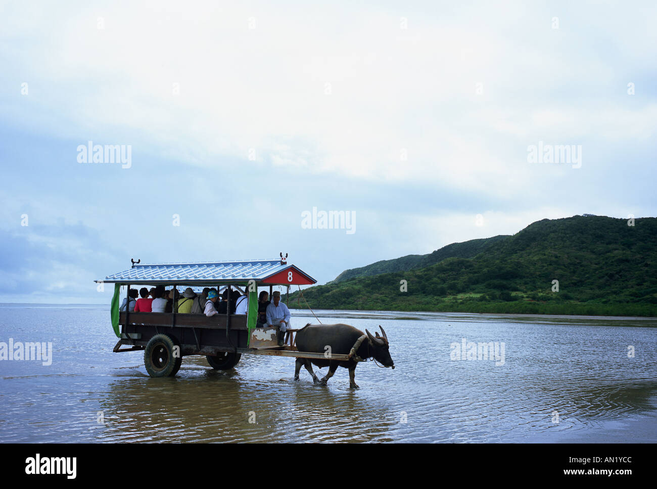 Ox wagon in Iriomote Island Okinawa Japan Stock Photo - Alamy
