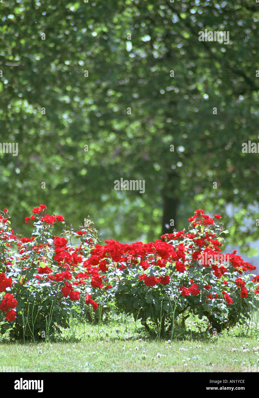 Lots bright red roses hi-res stock photography and images - Alamy