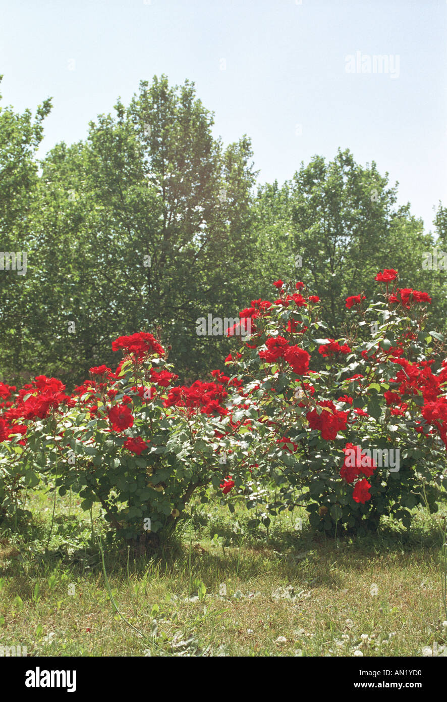 Lots bright red roses hi-res stock photography and images - Alamy