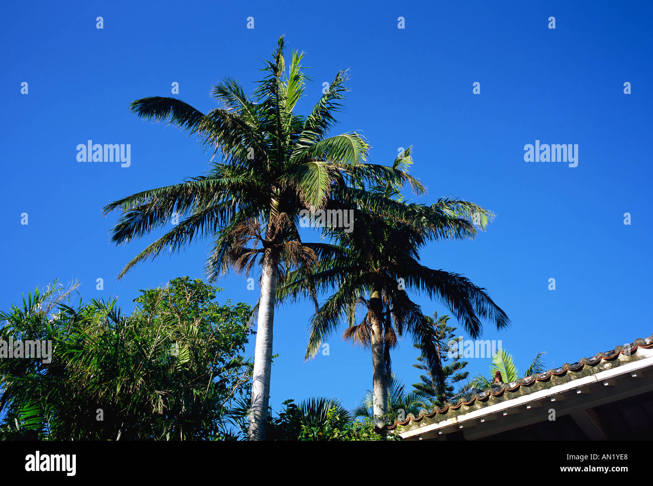 Palm tree Iriomote Island Okinawa Japan Stock Photo - Alamy
