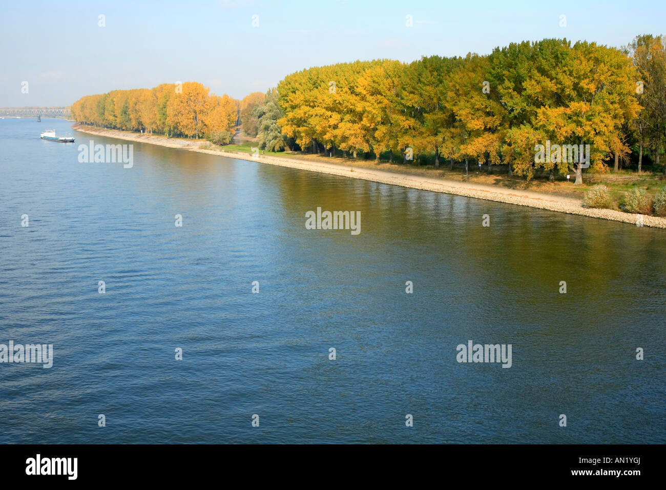 verfaerbte Baeume am Rhein bei Worms Rheinland Pfalz Deutschland ...