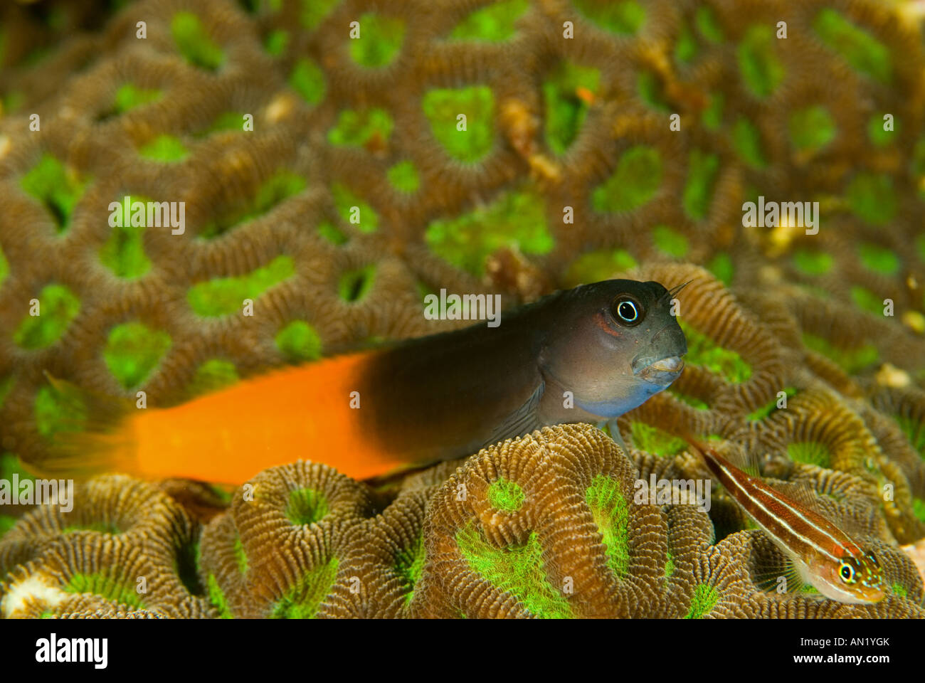 Bicolor blenny ecsenius bicolor hi-res stock photography and images - Alamy