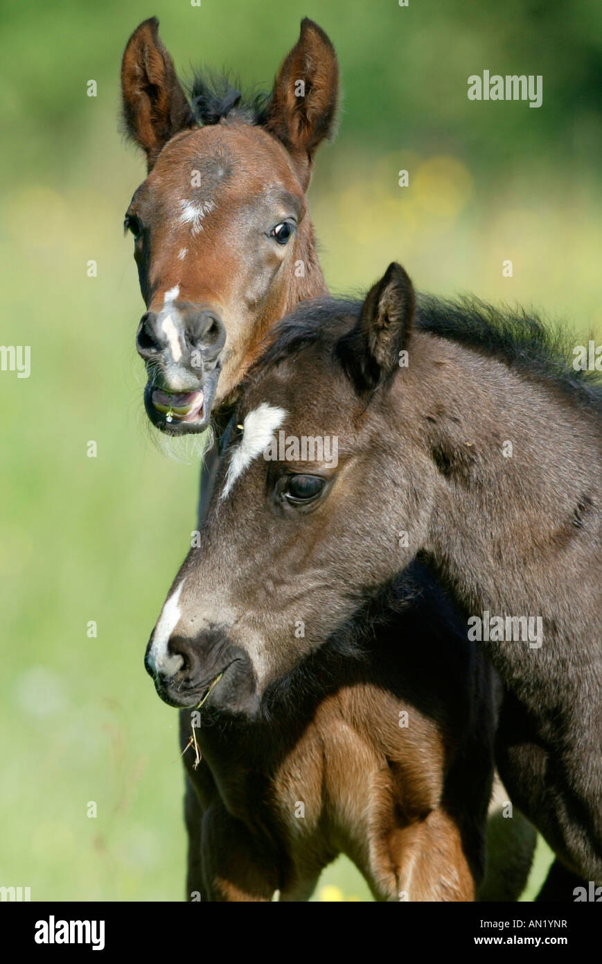 Deutsches Reitpony German Riding Pony Stock Photo - Alamy