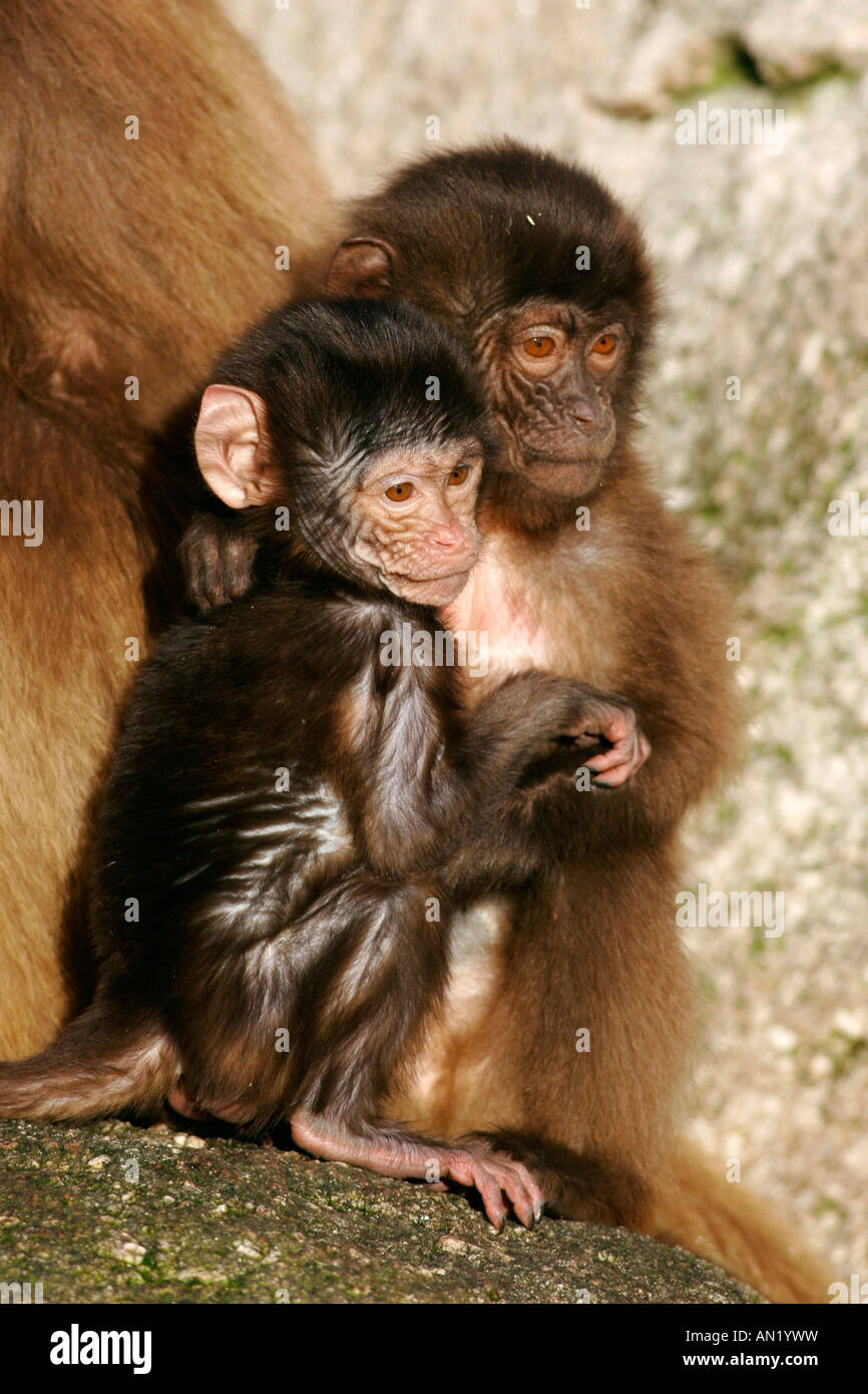 Blutbrustpavian dschelada theropithecus gelada gelada hi-res stock ...