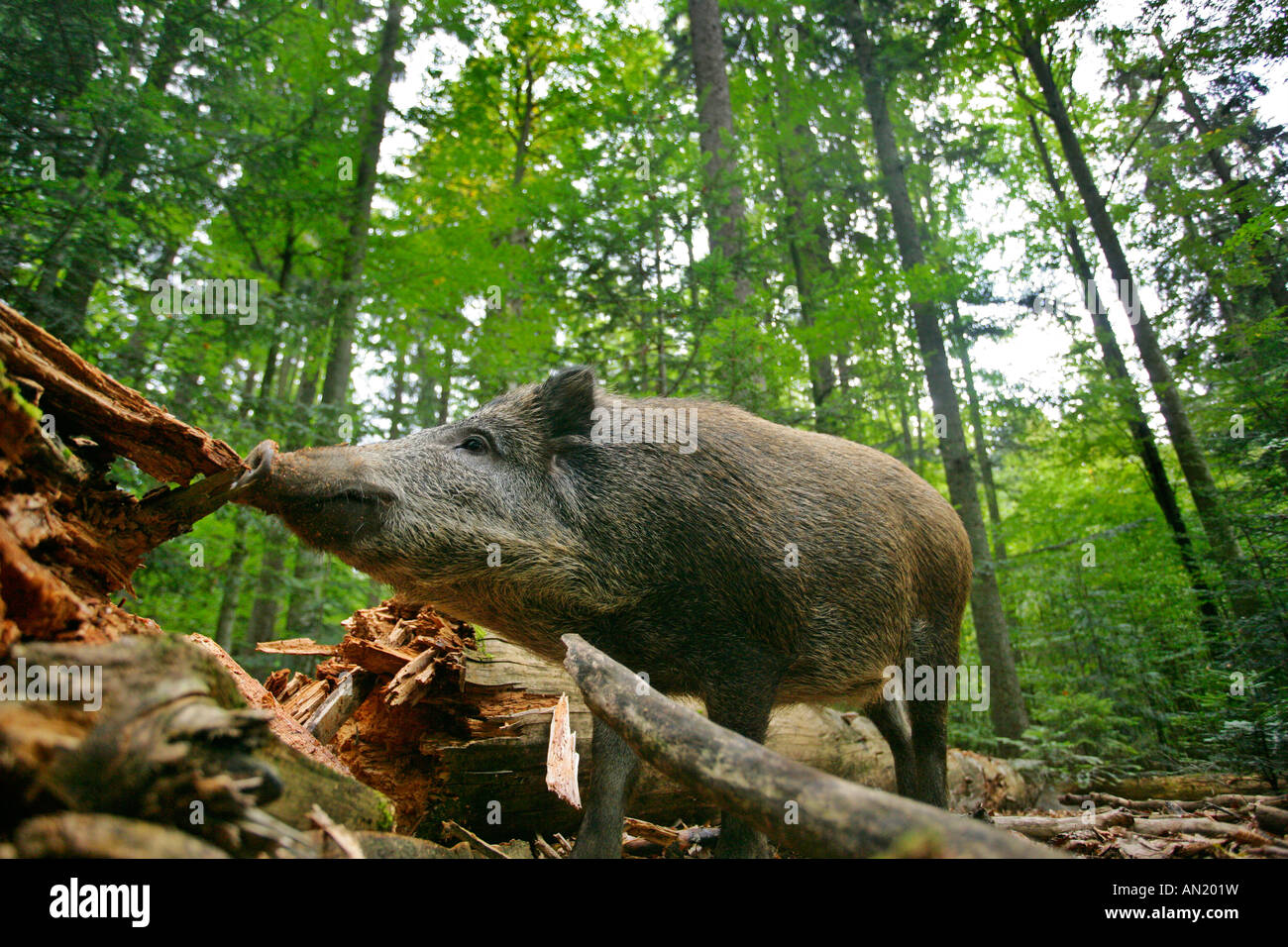 Wilschwein hi-res stock photography and images - Alamy