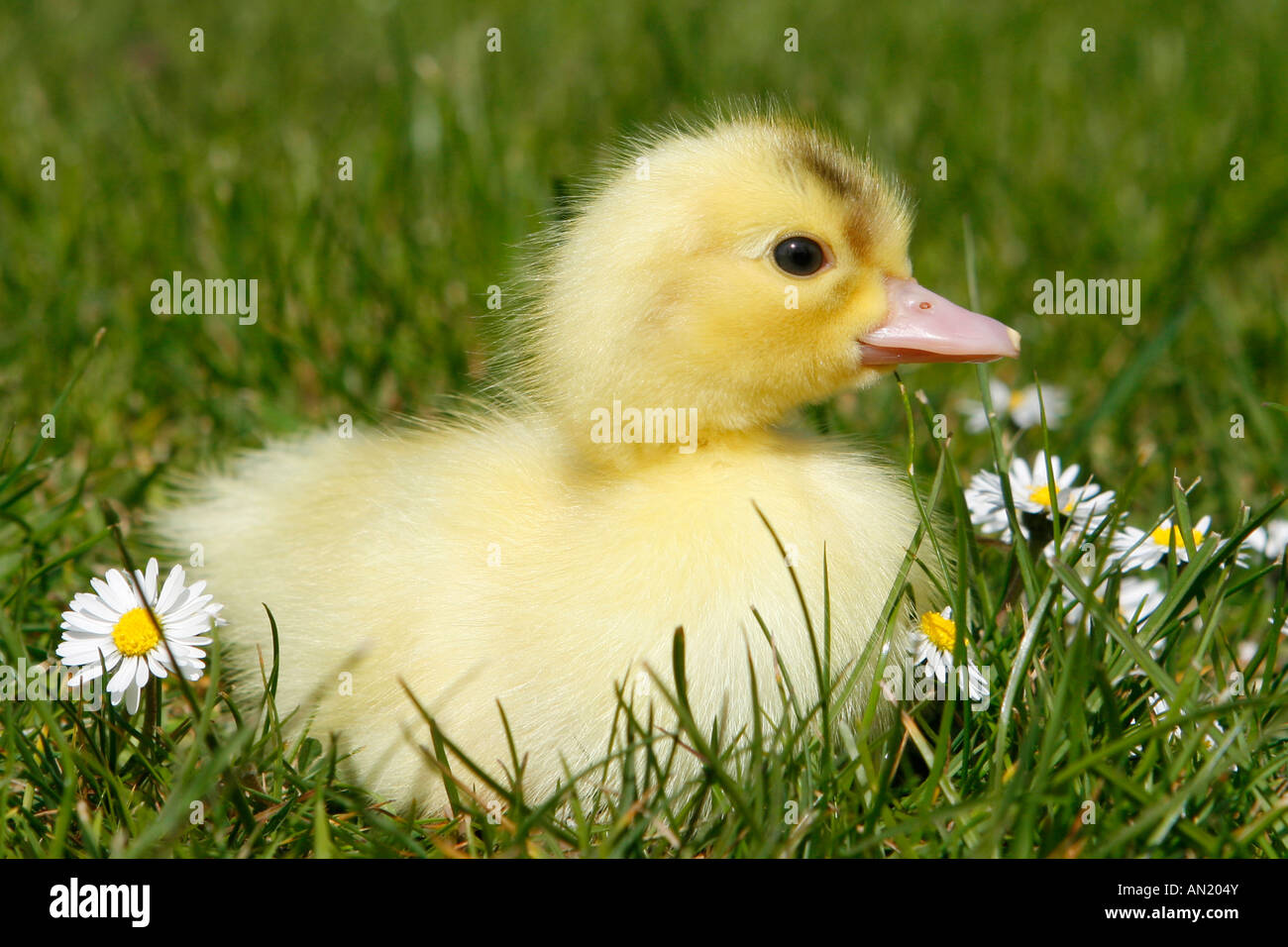 Entenkueken kueken Hausente duckling domestic duck ducklings Stock ...