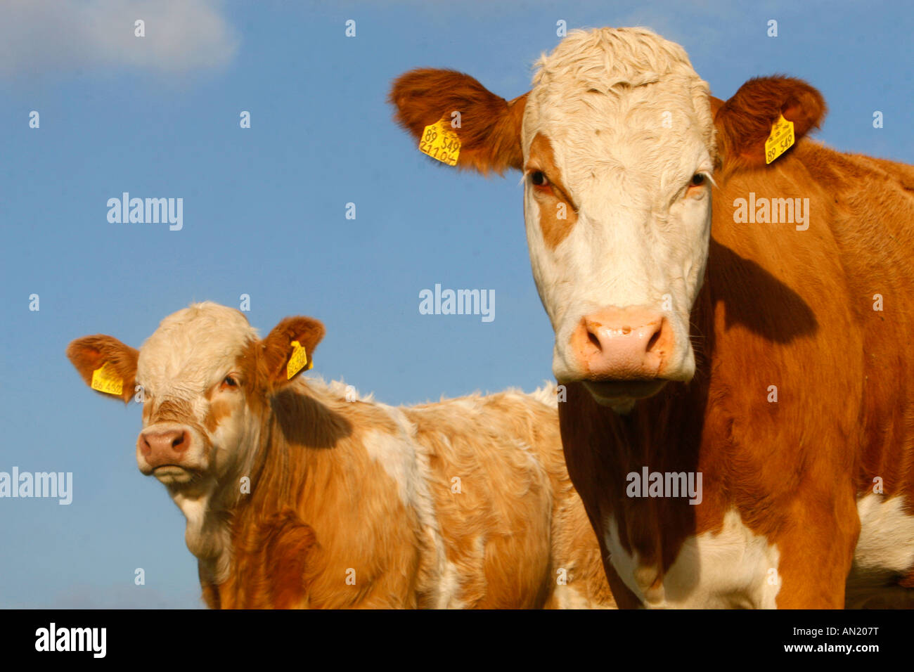 Milchkuh hi-res stock photography and images - Alamy