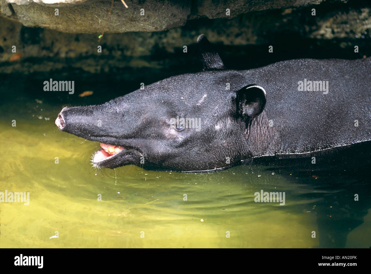 Malayan Tapir Tapirus indicus Zoo Stock Photo - Alamy