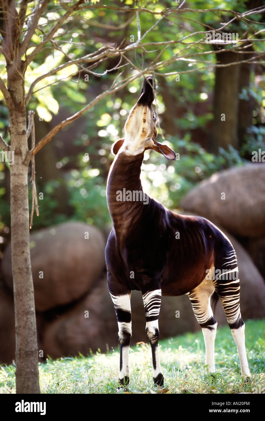 Okapi Okapia johnstoni feeding leaves Stock Photo - Alamy