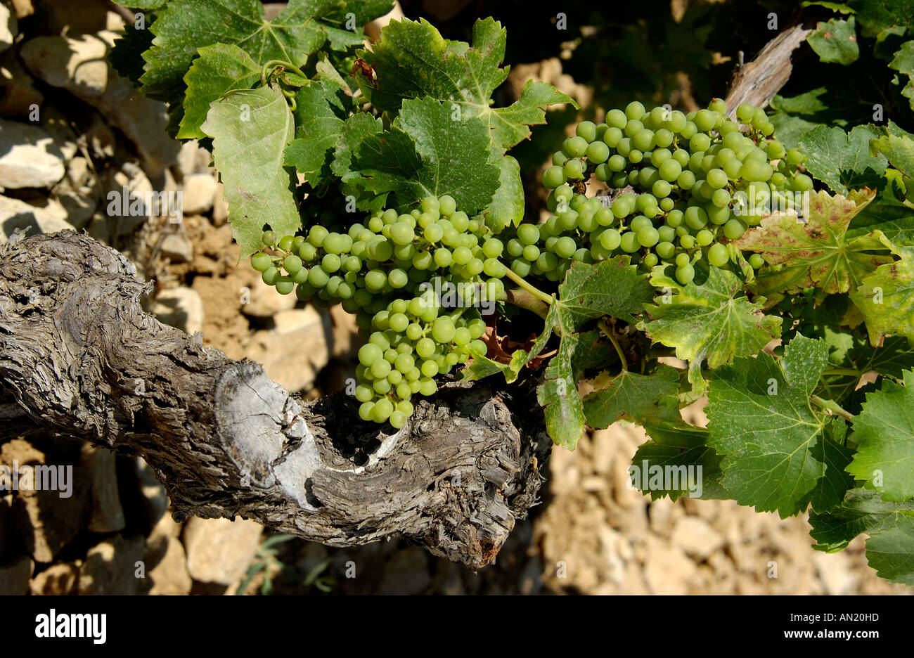 Bunch of grape Stock Photo - Alamy