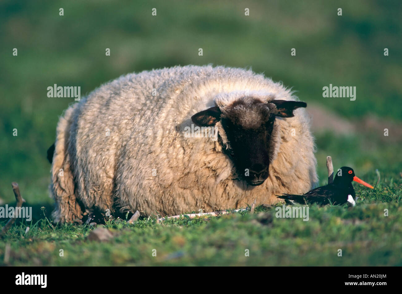 Austernfischer Oystercatcher Haematopus ostralegus and sheep Stock ...