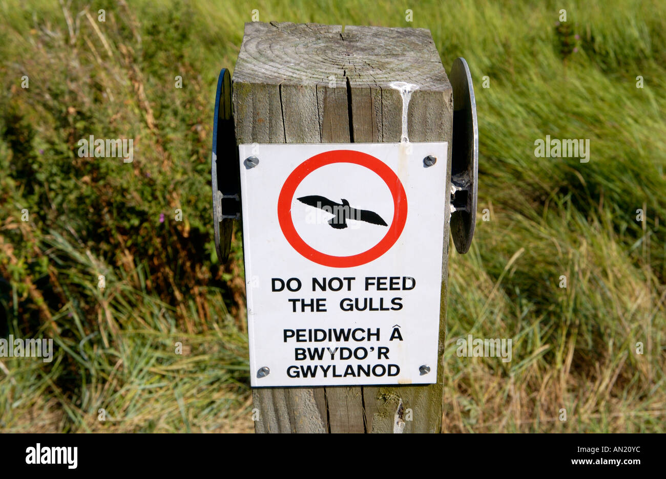 Bilingual Welsh English language sign DO NOT FEED THE GULLS sign at ...