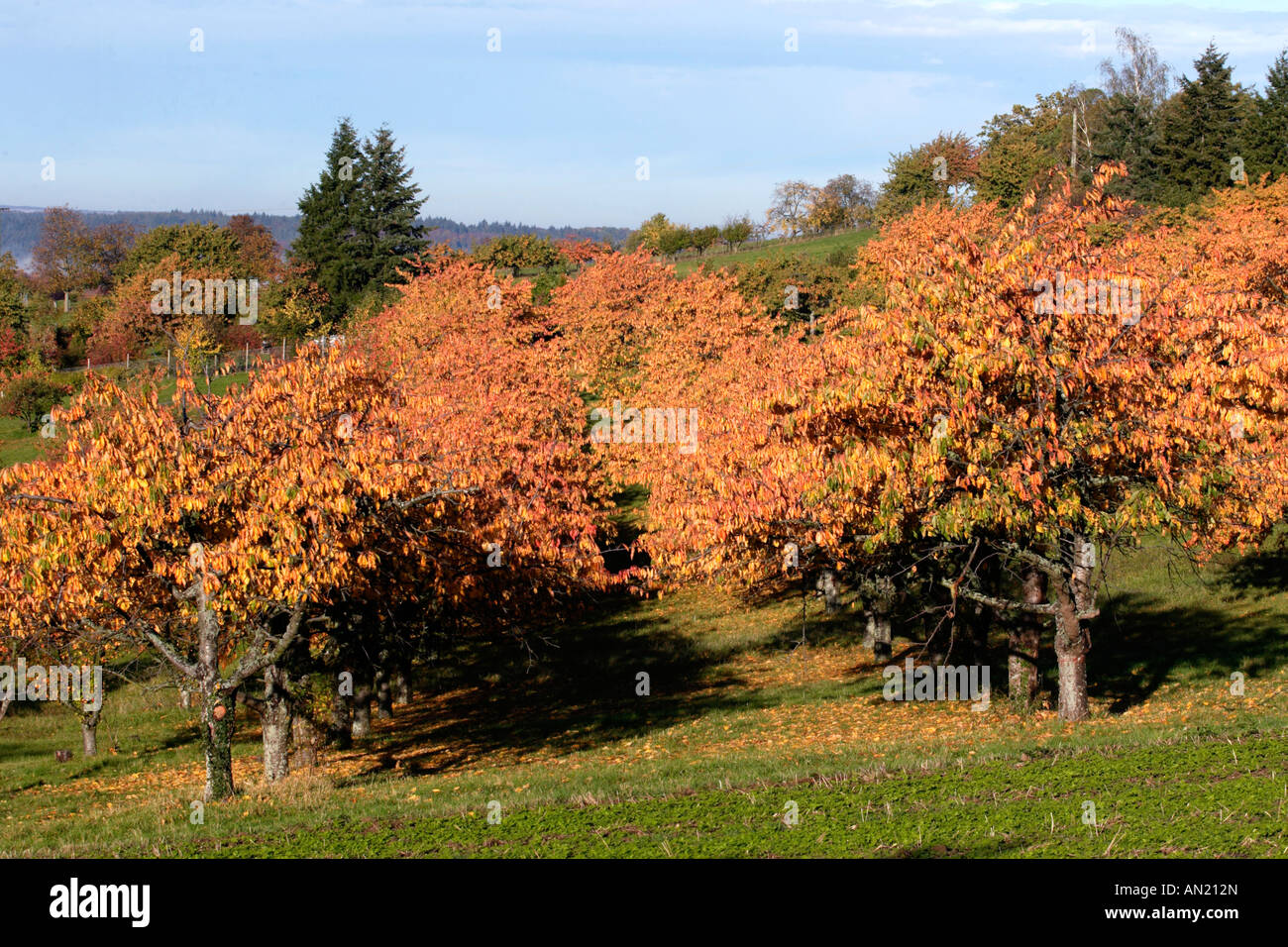 German Fruit Meadow in Autumn Stock Photo - Alamy