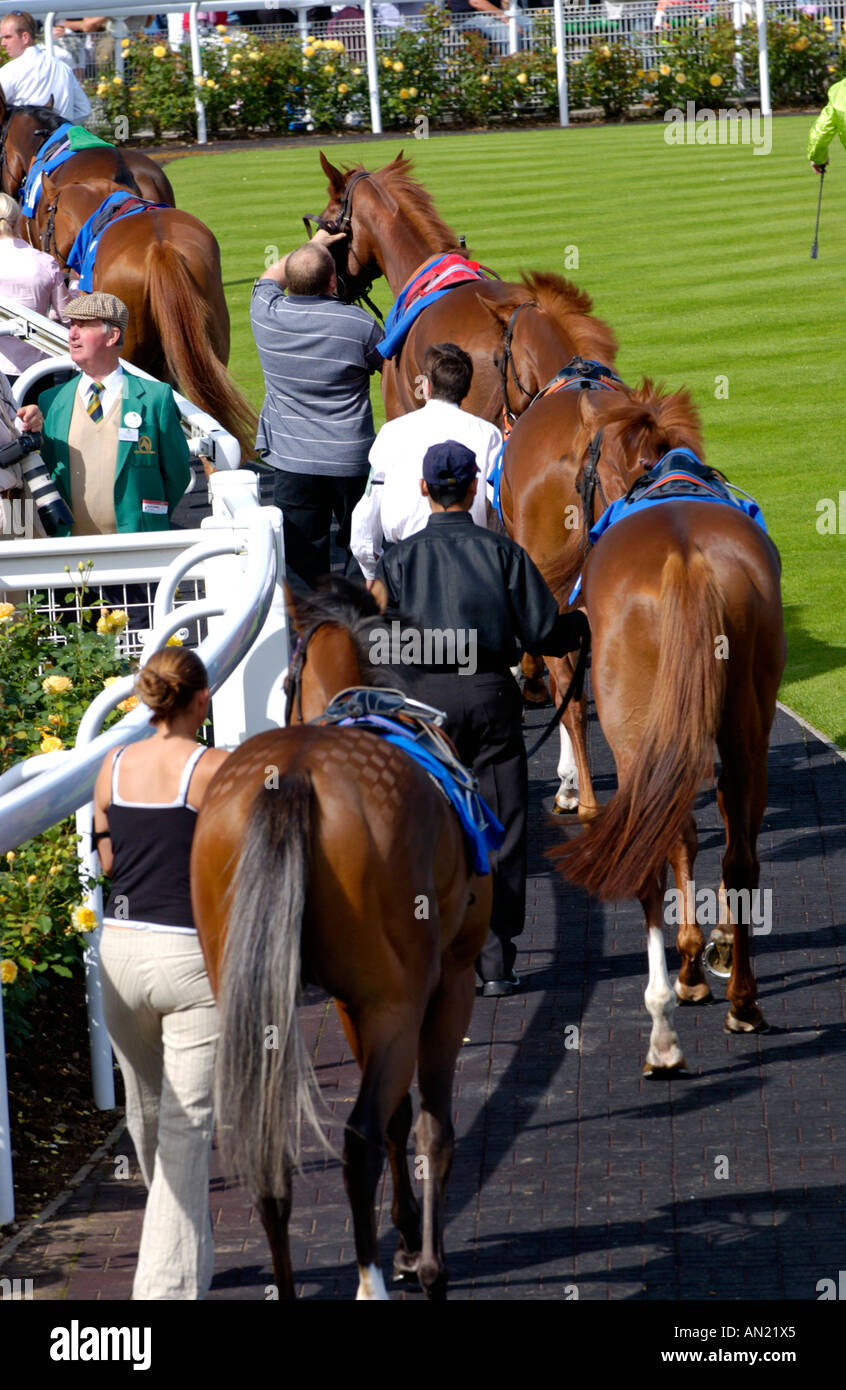 Racing horses parade ring hi-res stock photography and images - Alamy