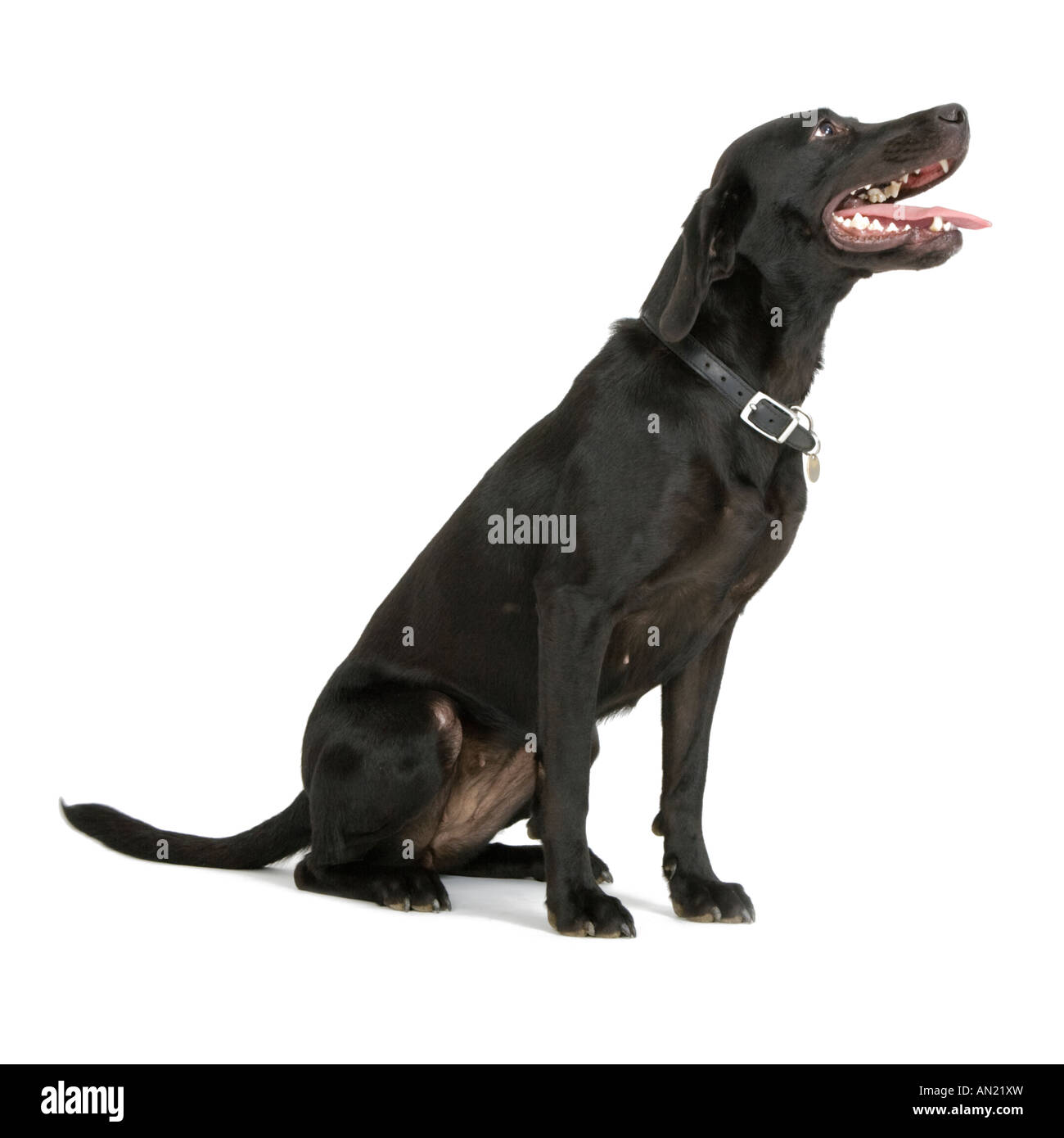 Black labrador retriever Stock Photo - Alamy